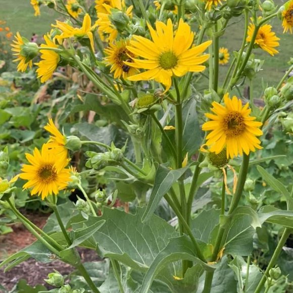 Hand Crafted | Other | Indian Cup Plant Silphium Perfoliatum Seeds Organic 2 Oz Packet Perennial ...